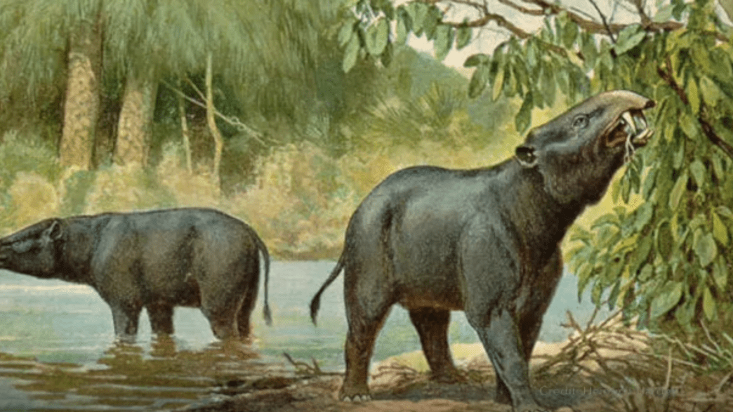 Our Ancestors Aren’t To Blame For Loss Of Africa’s Large Mammals ...