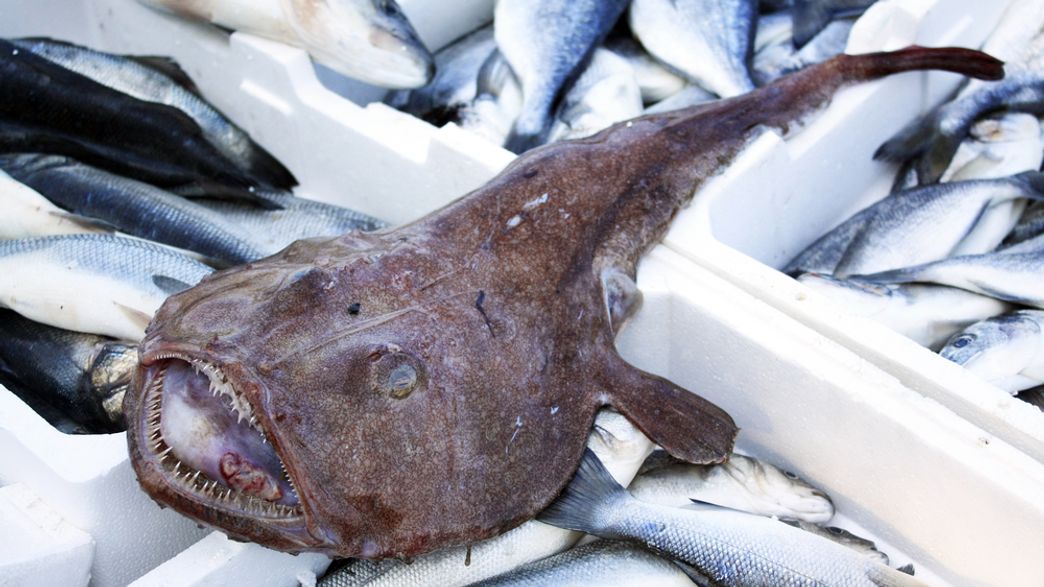 Depressing Discovery In Stomach Of Monkfish Will Convince You To ...