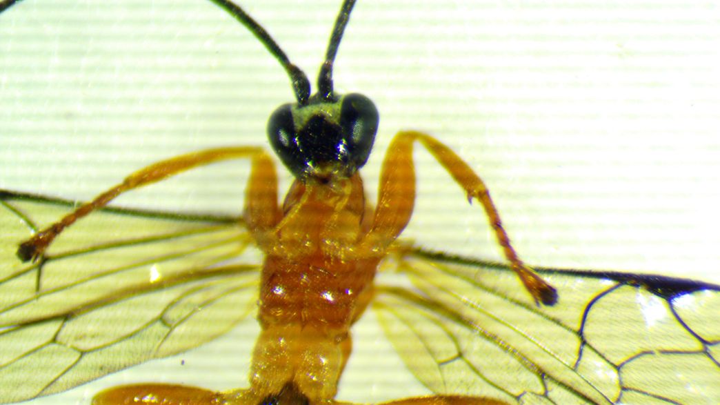 This Creepy New Wasp Species Turns Social Spiders Into Zombie Slaves ...