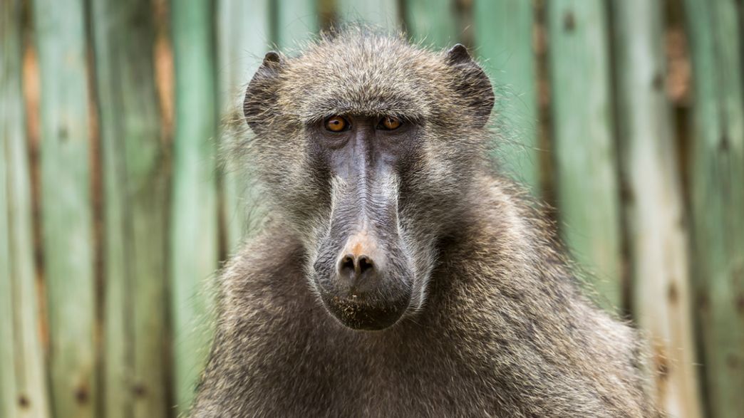 A Baboon Has Lived With A Transplanted Pig Heart For Over 6 Months ...