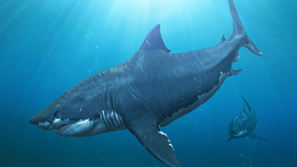 What Killed The Meg? Probably Climate Change | IFLScience