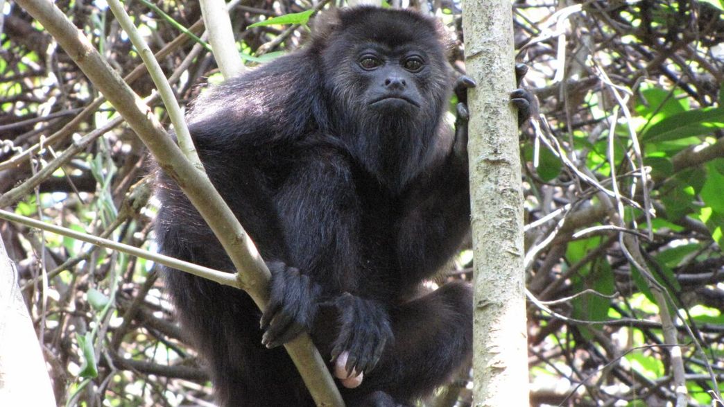 Hybrid Howler Monkeys Reveal The Complex Nature Of Evolution | IFLScience