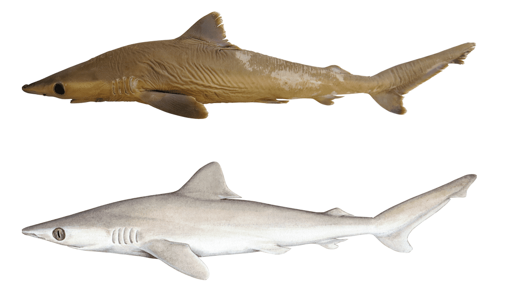Meet The First Newly Discovered Shark Species Of 2019 | IFLScience