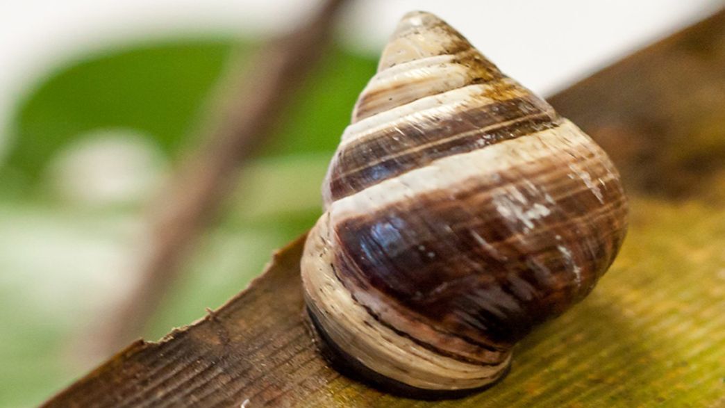 RIP George, The Last Known Hawaiian Land Snail Of His Kind | IFLScience