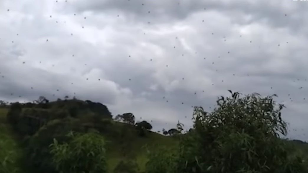 GTFO. Video Shows Spiders "Raining" From The Sky In Brazil | IFLScience