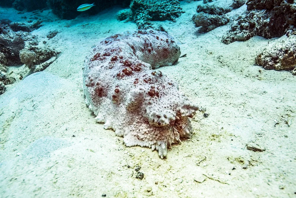 Sea Cucumber Inside Out
