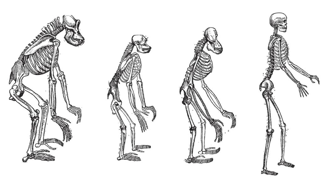 Something Strange Is Happening To Human Evolution, And We're Not Sure ...