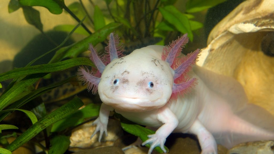 Axolotls' Giant Genome Could Teach Us The Astonishing Powers Of Organ ...