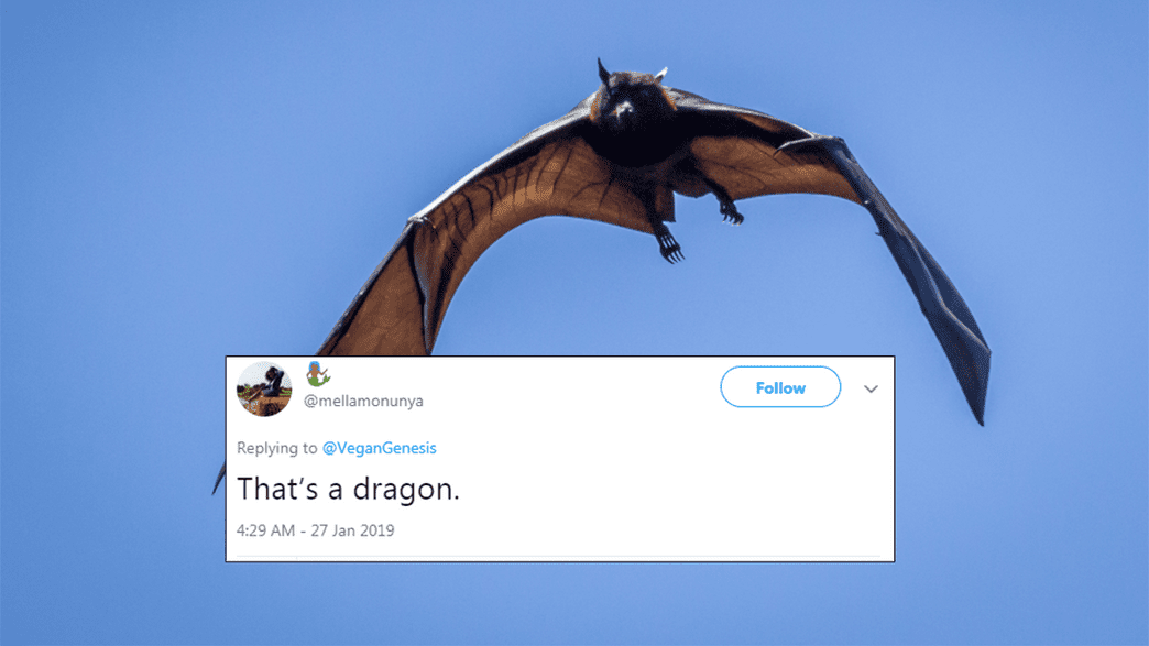 Twitter Just Found Out That Megabats Exist And The Reactions Are ...