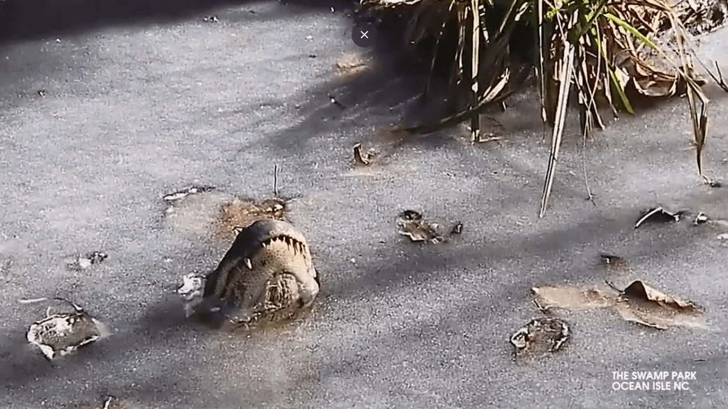 How Do Alligators Survive In Icy Swamps? They Freeze In Just The Right ...