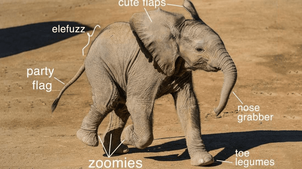 Scientists Reveal How To "Unscience An Animal" In Hilarious And ...