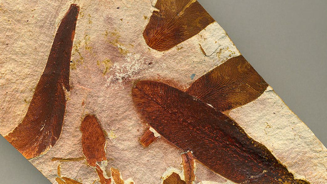 Plants Were The First Victims Of Earth's Largest Extinction, Study Says ...