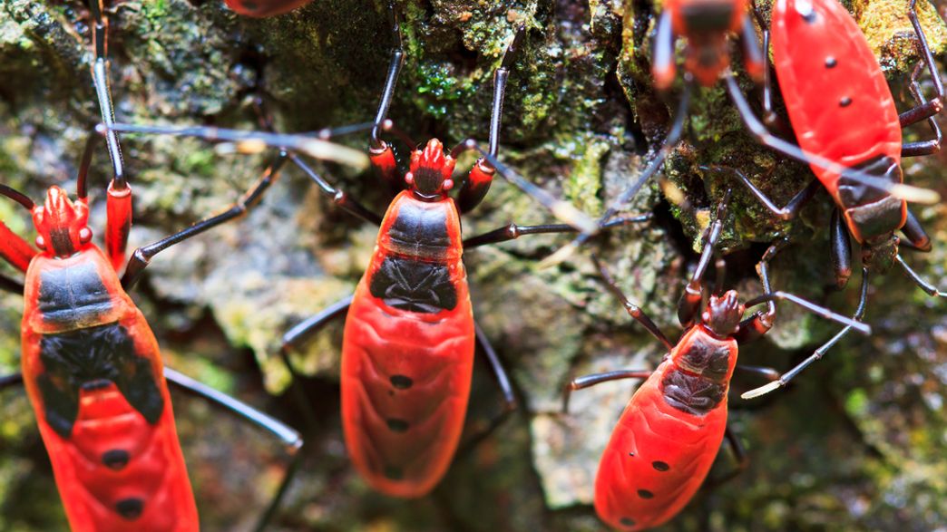 The World's Insects Are On The Verge Of A "Catastrophic Collapse ...