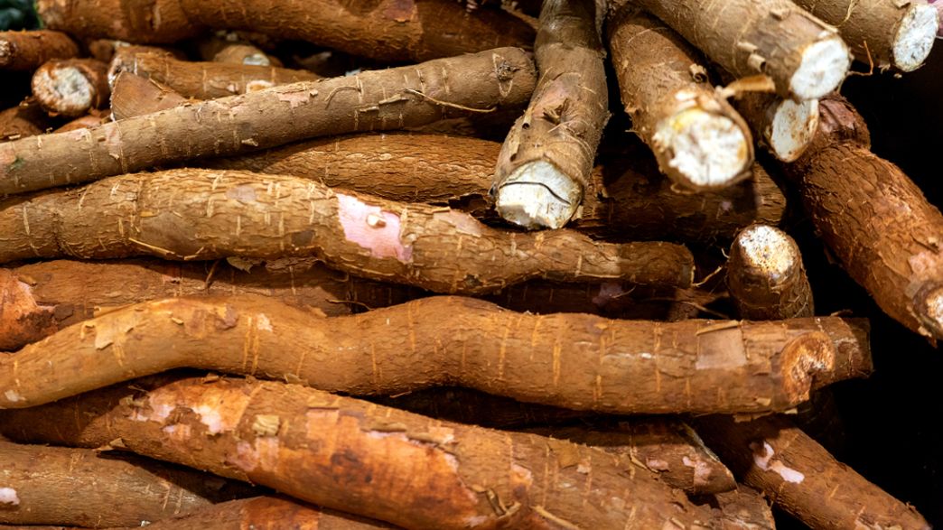 Genetically Modified Super-Charged Cassava Could Help Stamp Out ...