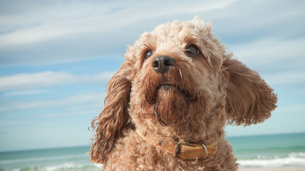 Experts Are Increasingly Concerned About Dogs' Threat To Wild Animals ...