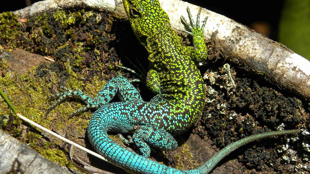 Lizards Re-Evolve To Lay Eggs, After Having Already Evolved To Give ...