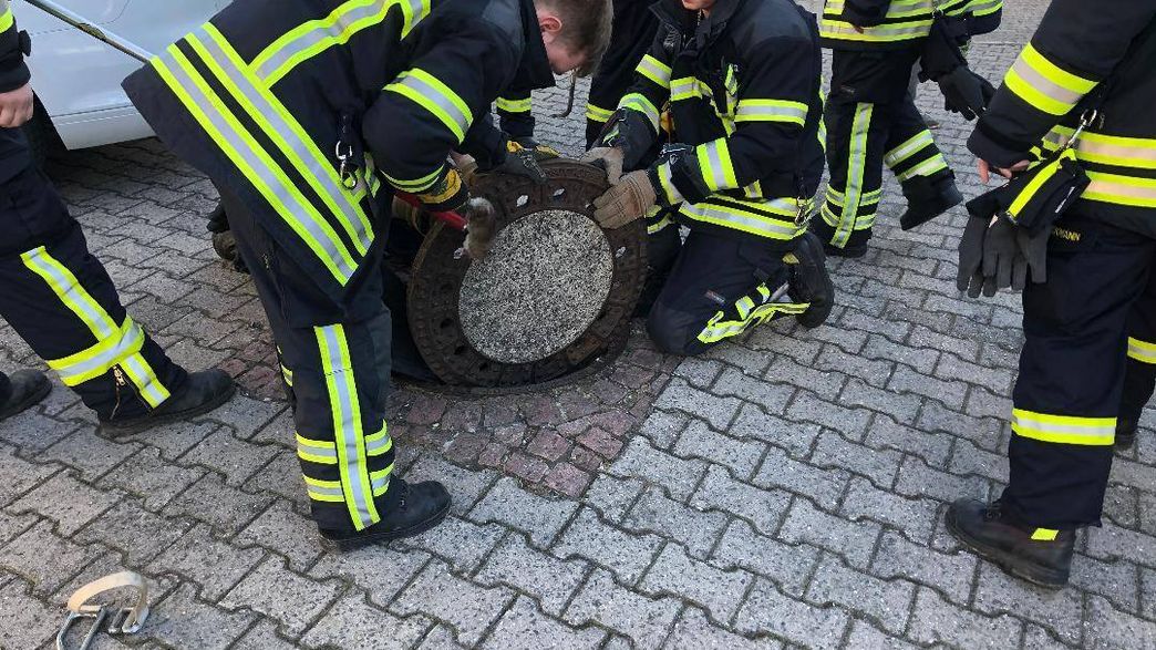 The Face This Fat Rat Made When Stuck In A Manhole Cover Is Everyone's ...