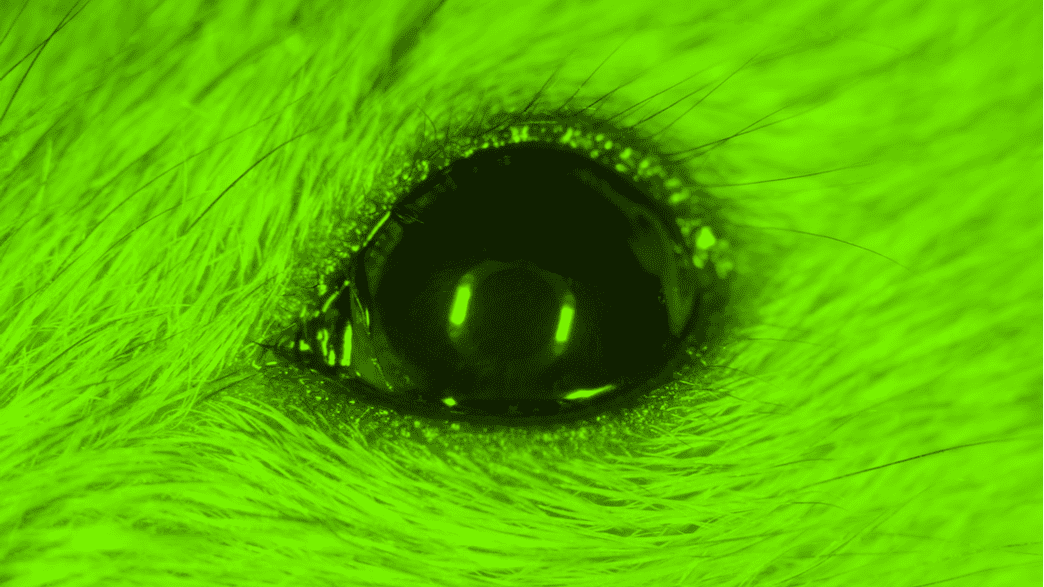 Scientists Use Nanotechnology To Give Mice Temporary "Night Vision ...