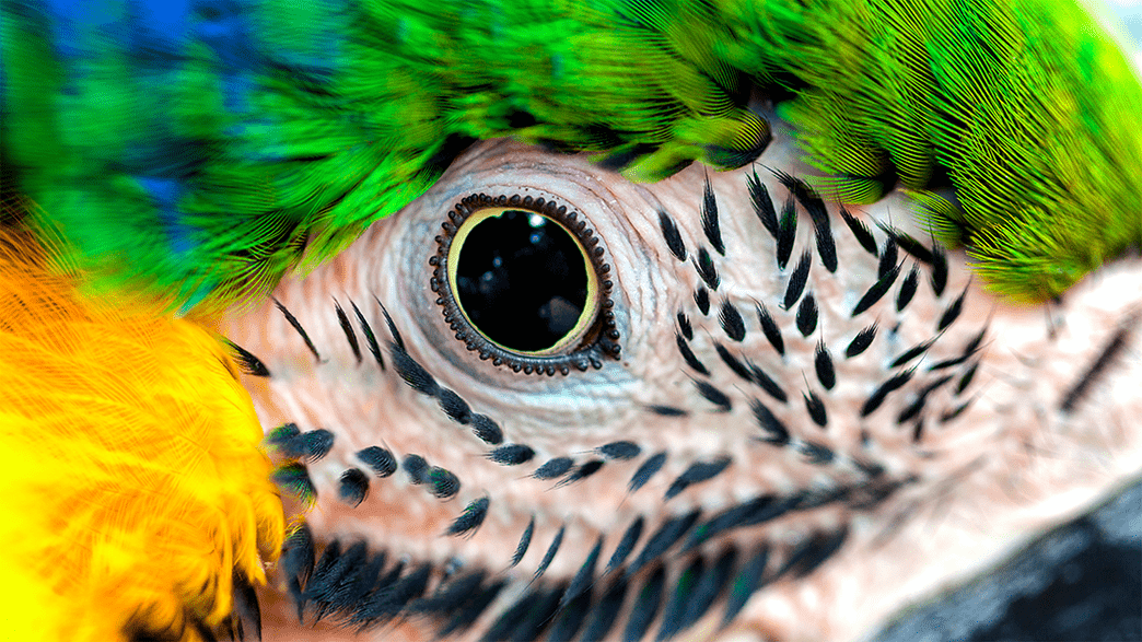 Parrots Keep Attacking Poppy Farms To Get High On Opium | IFLScience