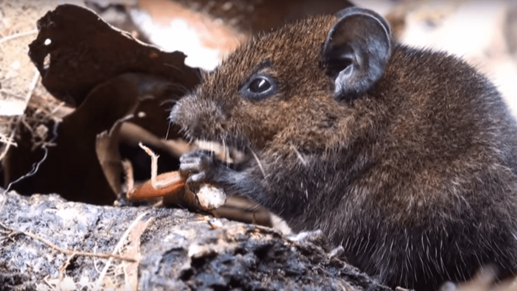 What Can This Singing Mouse Tell Us About Human Conversation? | IFLScience