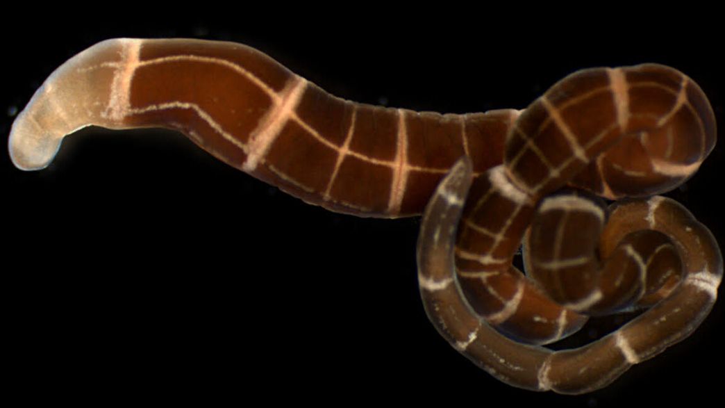 These Worms Can Regrow Their Heads After Being Decapitated | IFLScience