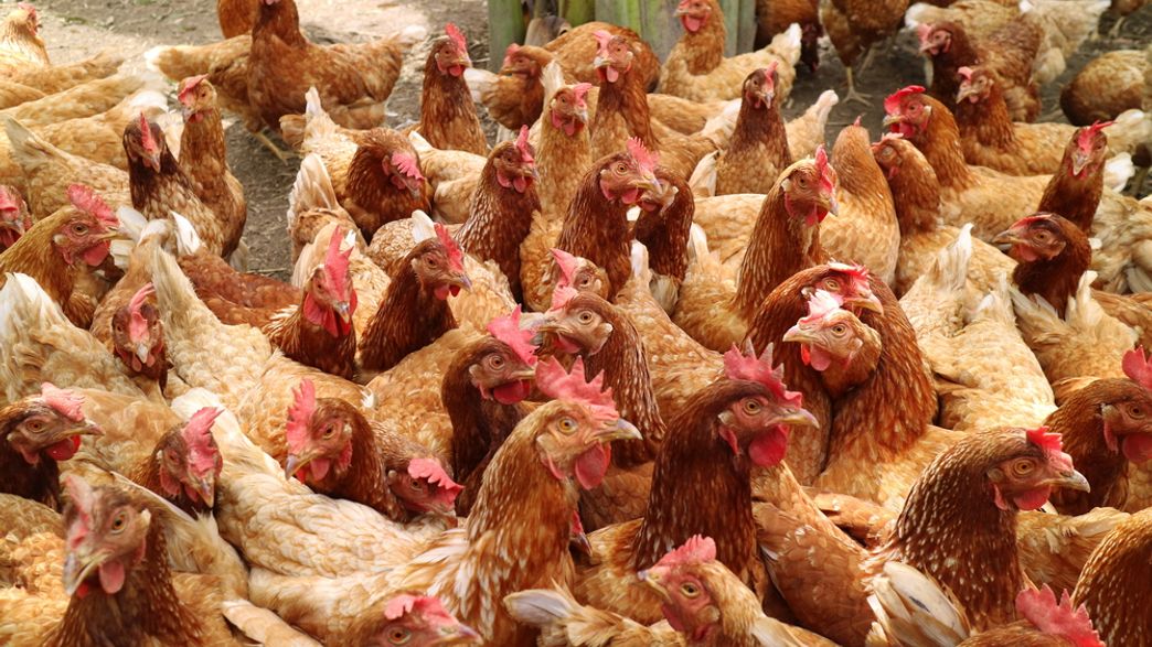 Mob Of Chickens Gang Up To Peck Intruder Fox To Death | IFLScience