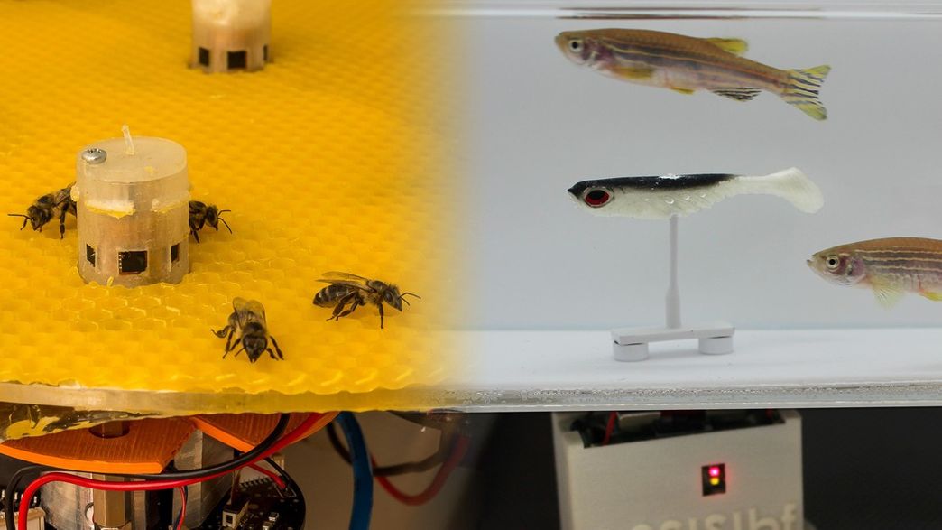 Robots Allow Fish And Bees To Communicate With Each Other For The First ...