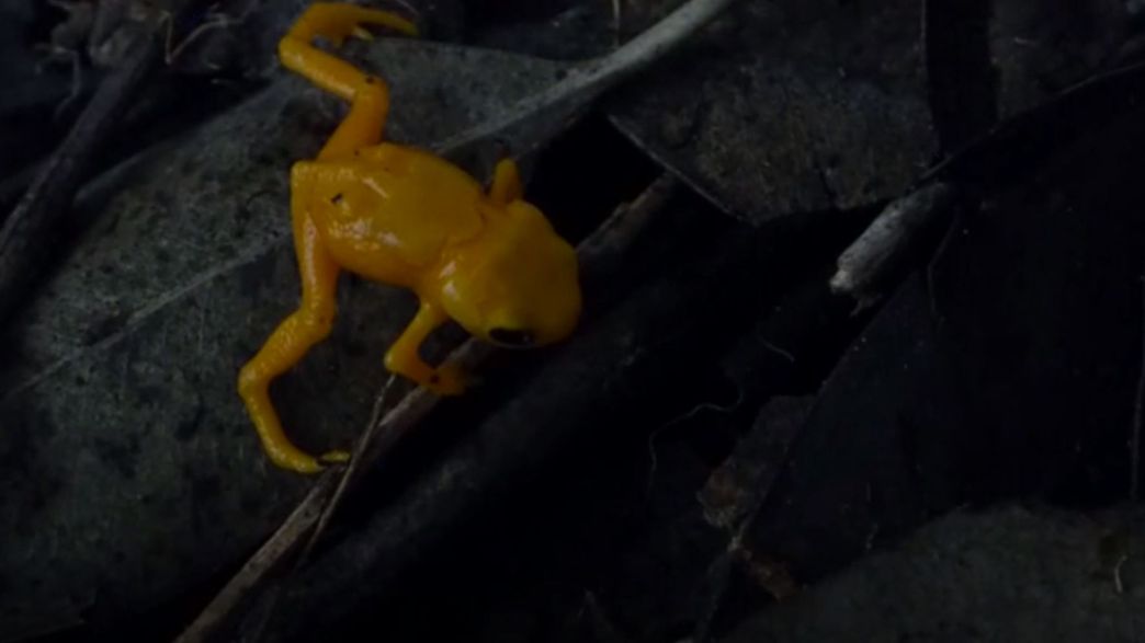 This Cute Brazilian Frog Has A Glow In The Dark Skeleton | IFLScience