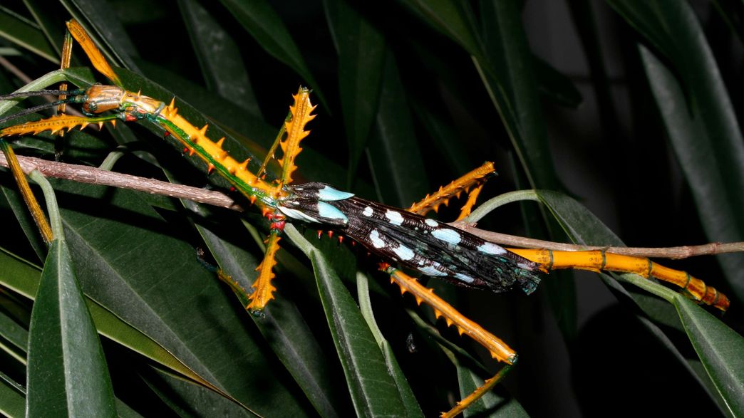 New Species Of Giant Stick Insects Reveal Jazzy-Colored Armor When They ...