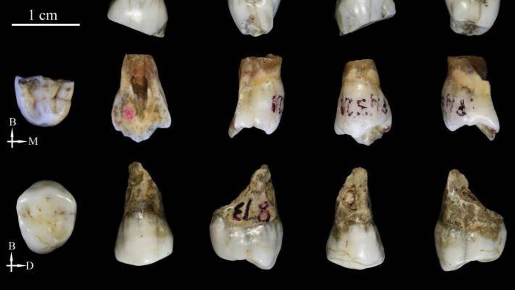 Mysterious Ancient Teeth Belonged To An Unknown Human Lineage | IFLScience