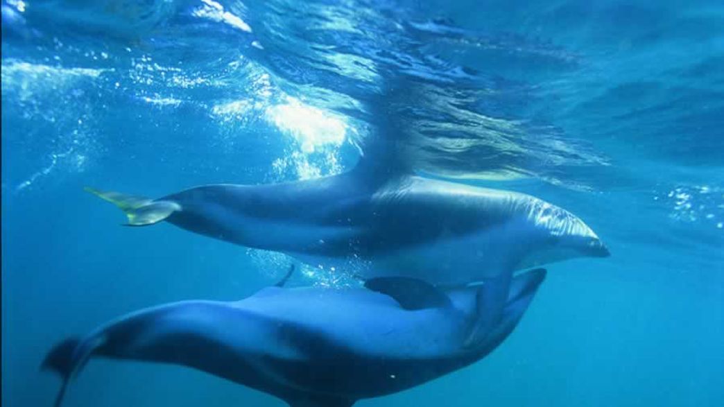Humans And Dolphins Have Something NSFW In Common | IFLScience