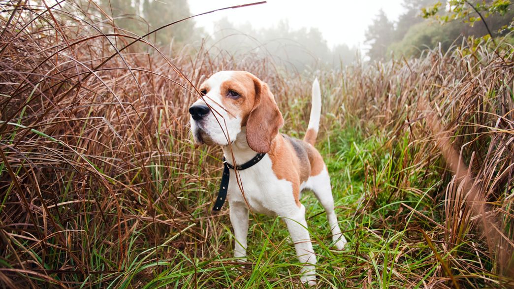 Our Furry Best Friends Can Accurately Sniff Out Cancer In Blood ...