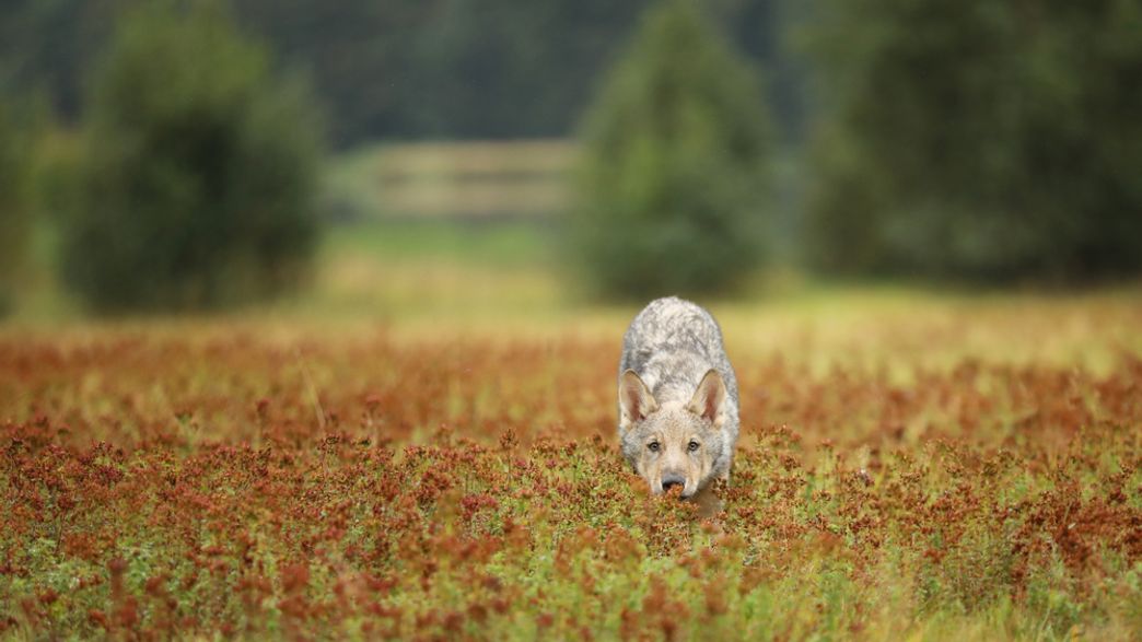 Wolves Confirmed Back Living In The Netherlands After A 140-Year ...