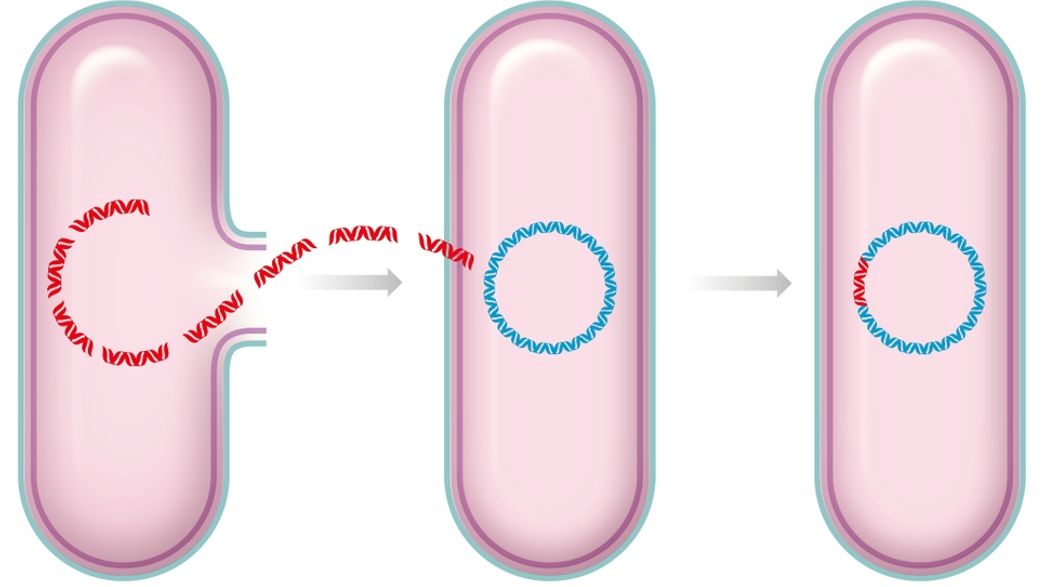 Microbes Engage In Long-Distance Gene Swapping Inside Your Body ...