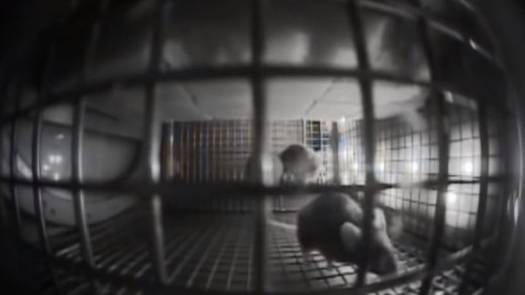 New Video Shows Space Travel Sends Mice Totally Loopy | IFLScience