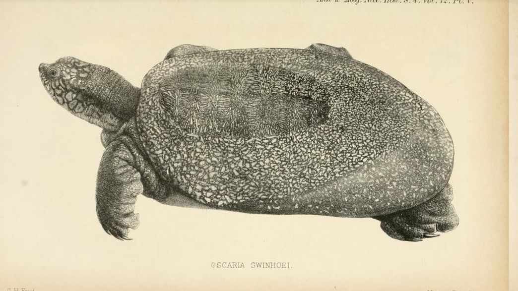 One Of Four Remaining Nearly Extinct Turtles Dies After Artificial ...