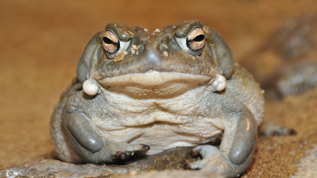 Smoking Psychedelic Toad Milk Could Alleviate Depression For Up To Four ...