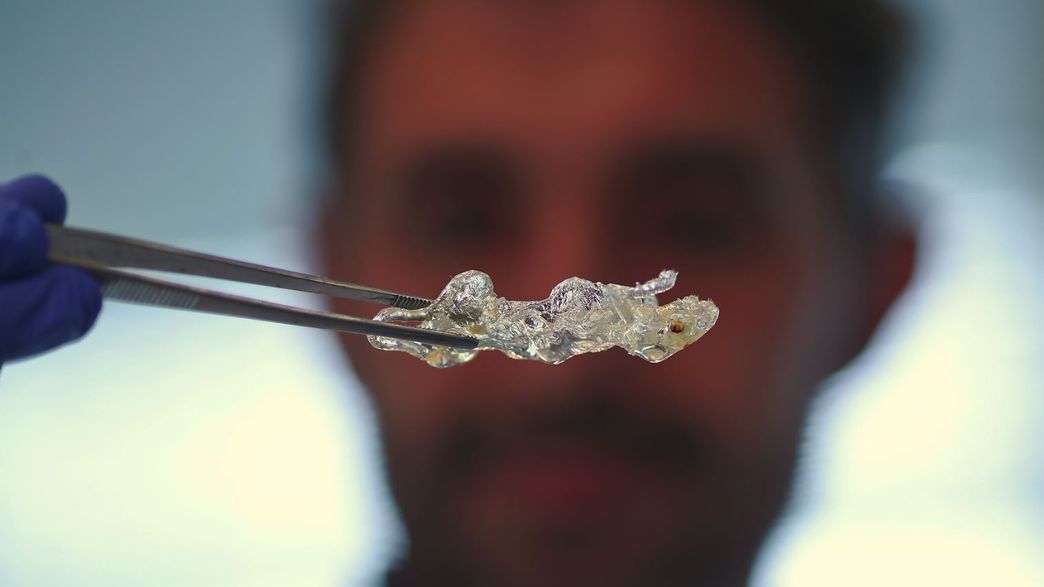 Scientists Create Transparent Human Organs And See-Through Creatures ...