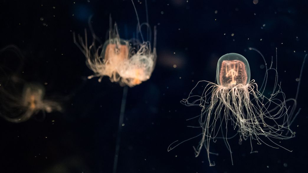 Scientists Have Discovered An Antidote To The World's Deadliest Venom ...