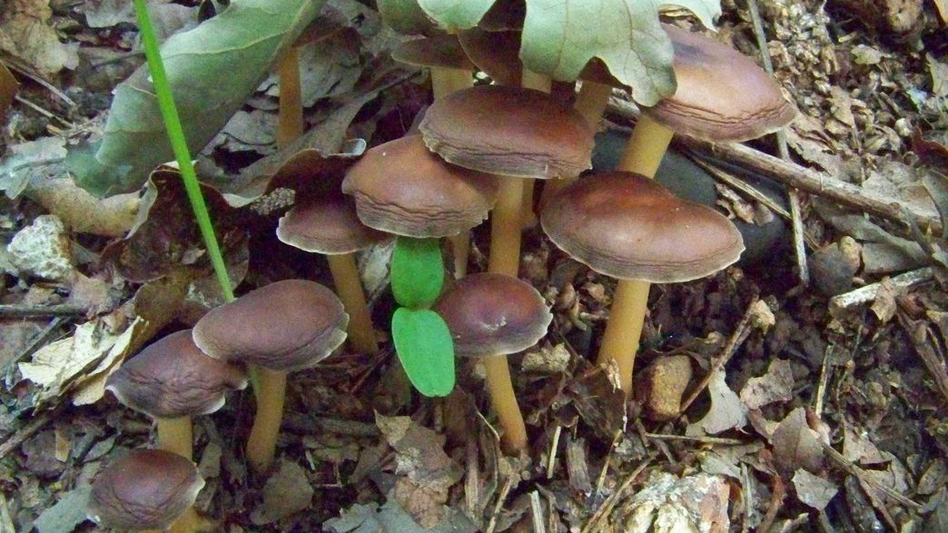 Denver Chooses Science Over Fear In Magic Mushroom Vote | IFLScience