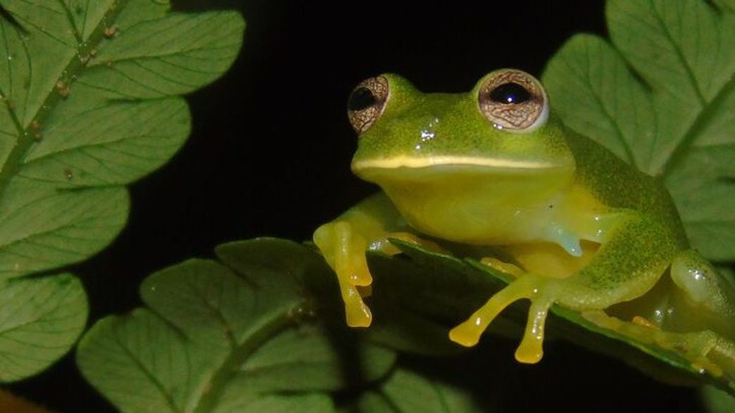 New See-Through Frog Species Discovered Thanks To Its "High-Pitched ...