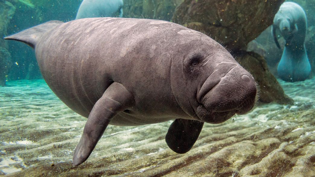 Mating Manatees Cause Traffic Chaos In Florida | IFLScience
