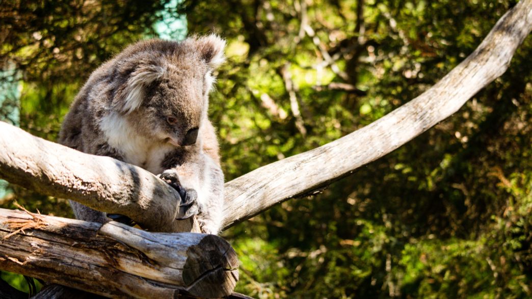 Campaigners Say Koalas Are Already Functionally Extinct. Here's What ...