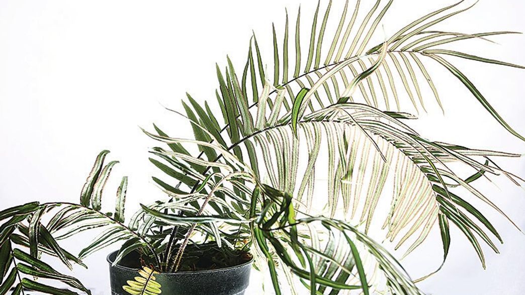 This Arsenic-Tolerant Fern Could Help Scientists Clean Toxic Waste ...