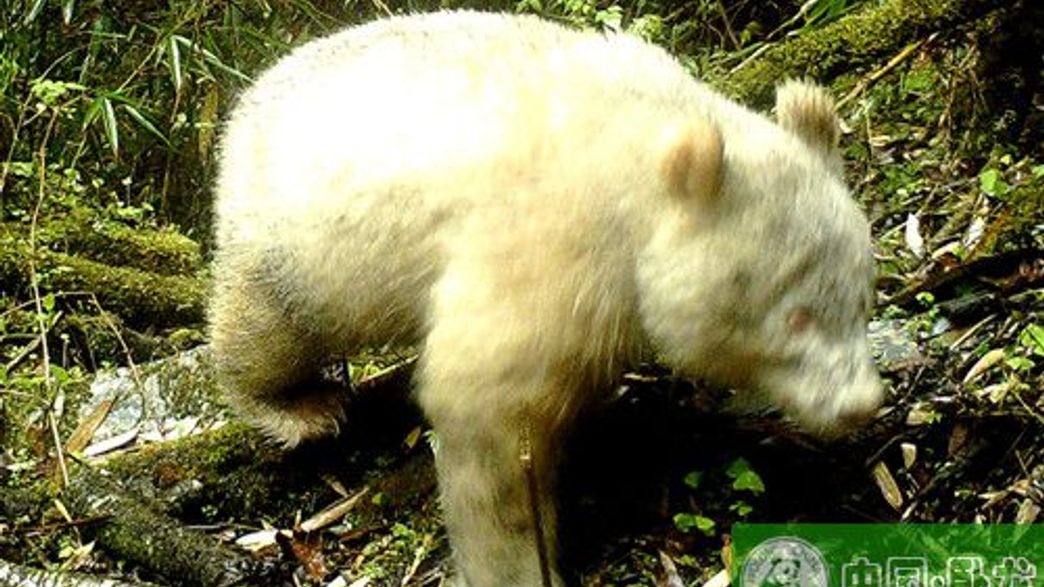 Incredibly Rare Albino Panda Spotted In Chinese National Park | IFLScience