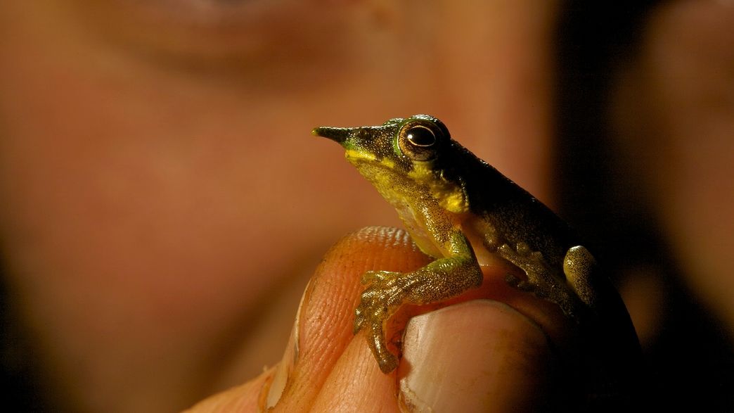 Brand New "Pinocchio" Tree Frog Discovered In New Guinea | IFLScience