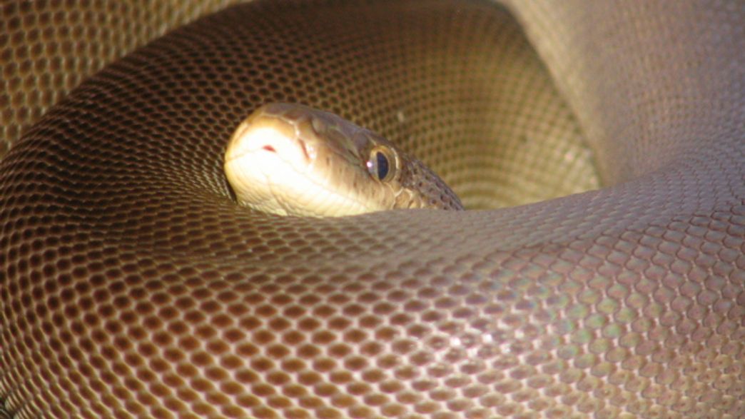 Incredible Photos Show A Python Swallowing A Whole Crocodile | IFLScience