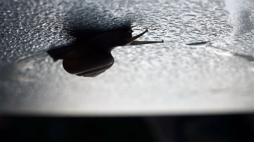 Slug Slime Inspires A Reversible Superglue That Can Stick A Human To ...