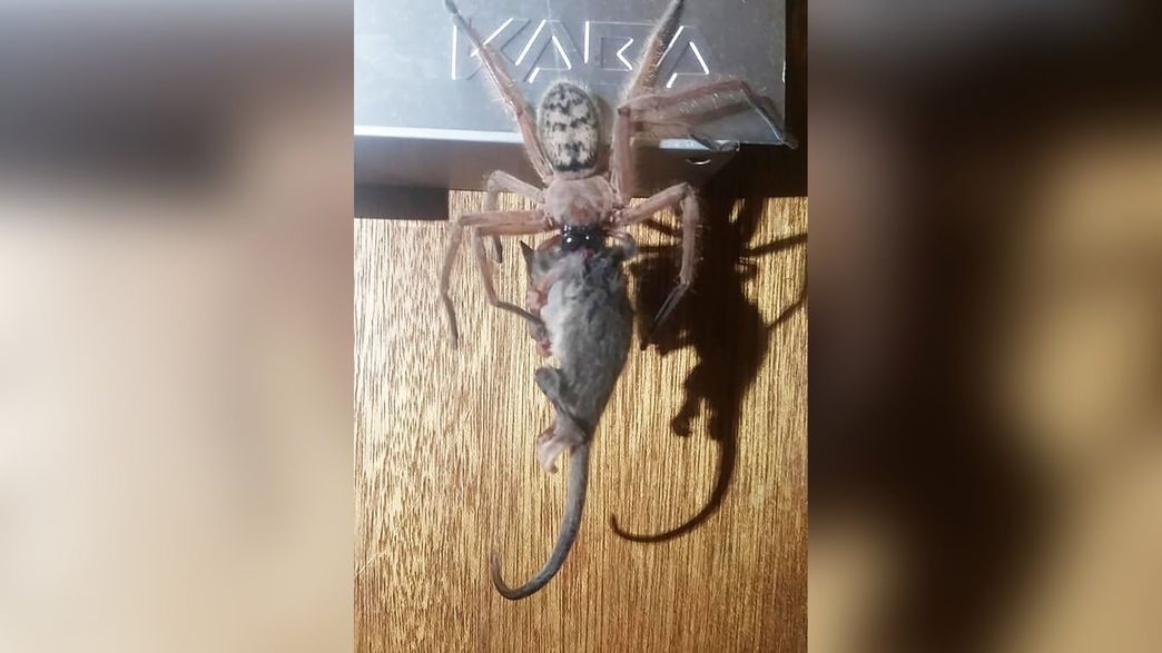 Horrifying Photo Shows A Huntsman Spider Eating A Whole Possum | IFLScience