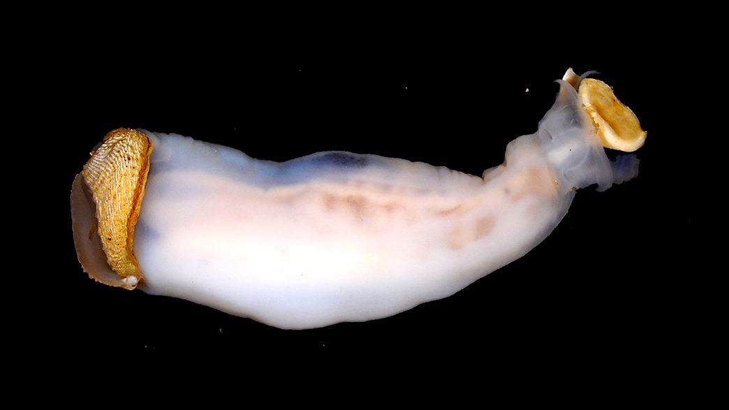 Incredible New Shipworm Species Discovered In Philippines Eats Rock Not ...